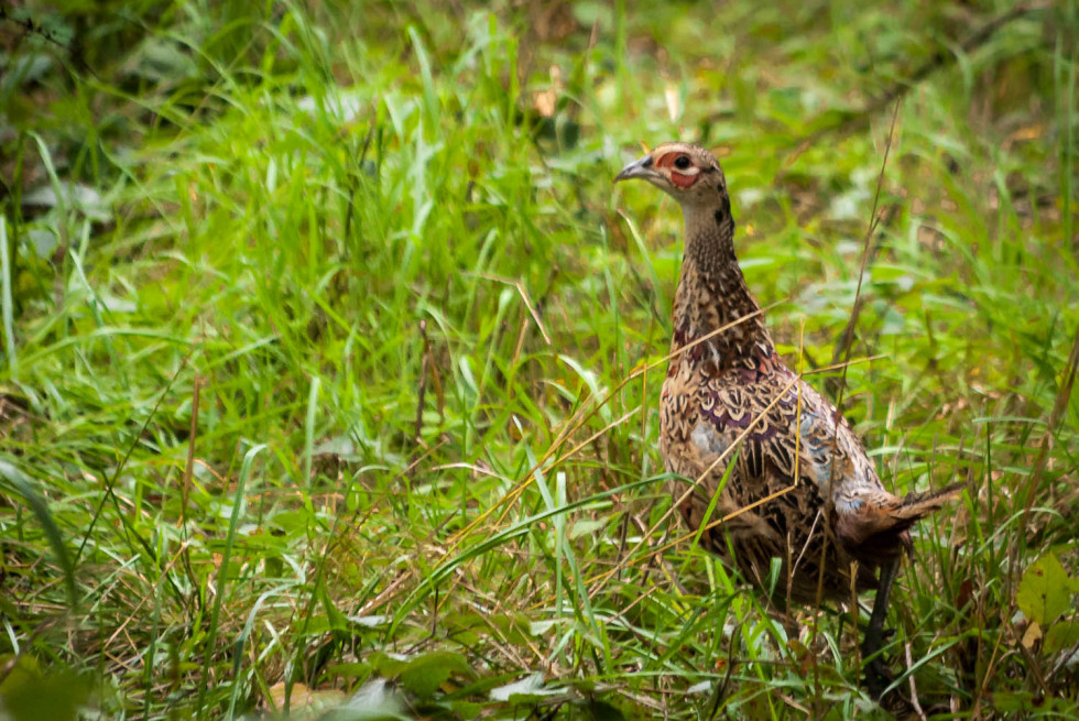 Young Dumb Pheasant – Photography by Mark Seton