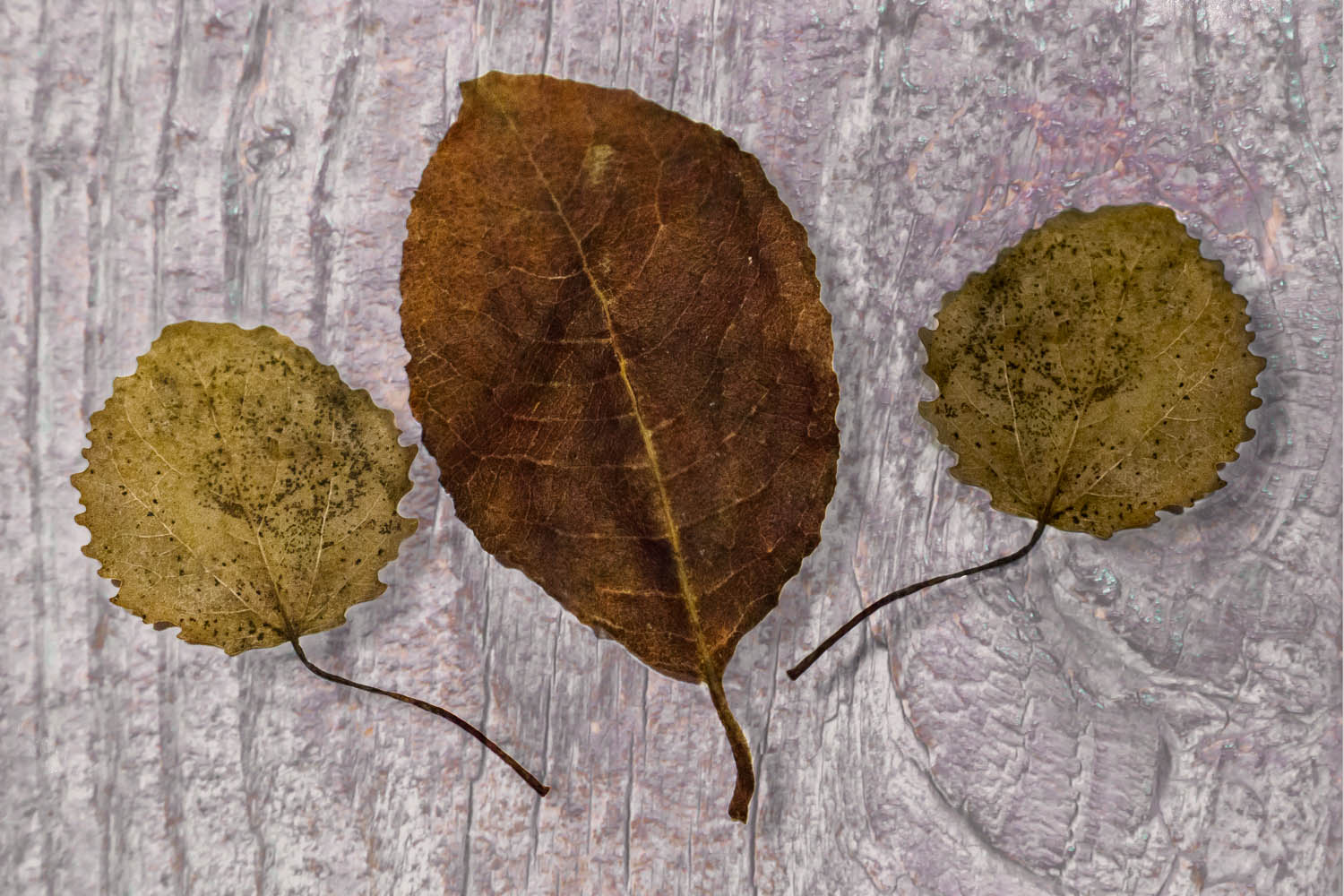 018/365v2 3 Leaves – Photography by Mark Seton